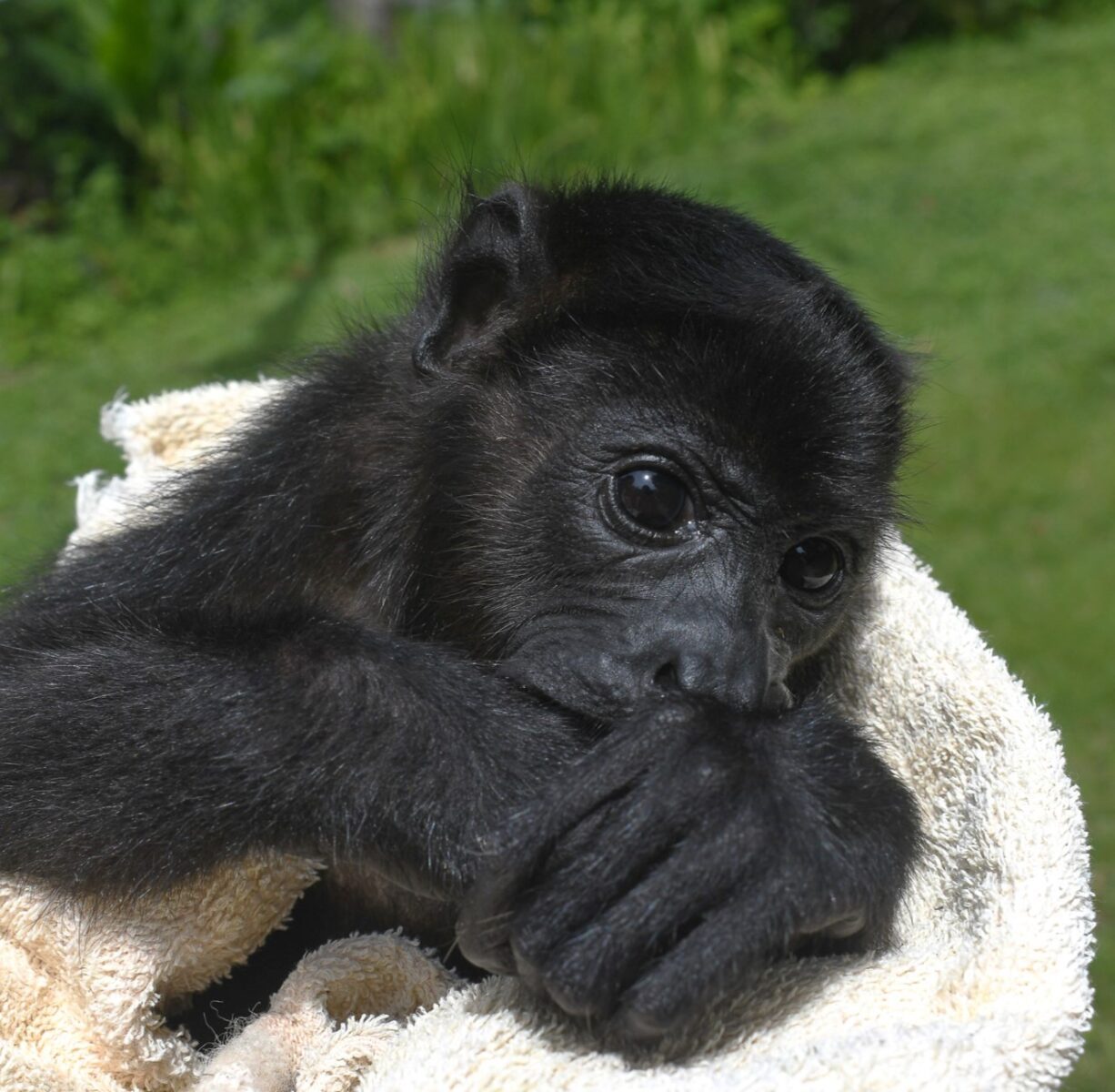 Meet the Residents - Sibu Wildlife Sanctuary