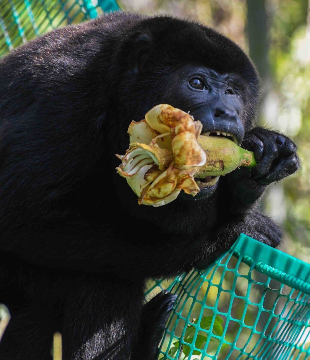 Meet the Residents - Sibu Wildlife Sanctuary