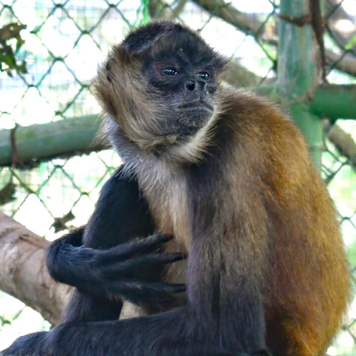 Meet the Residents - Sibu Wildlife Sanctuary