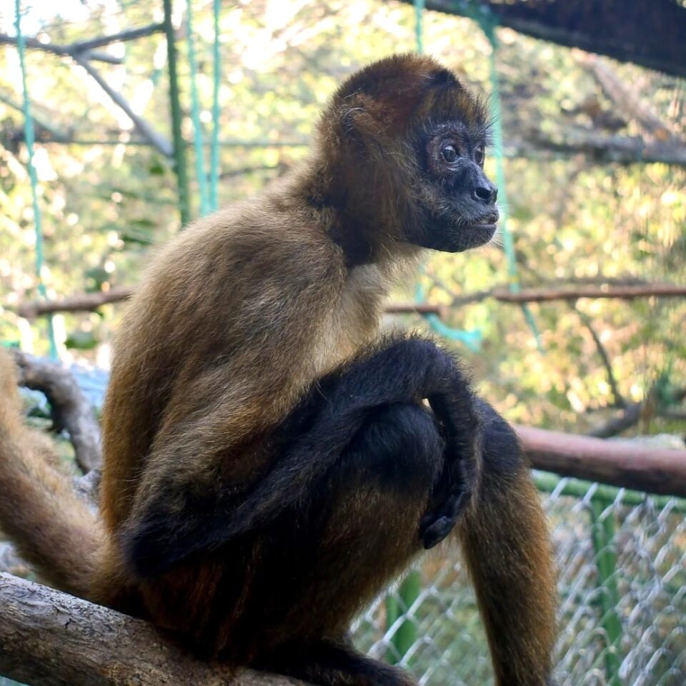 Meet the Residents - Sibu Wildlife Sanctuary