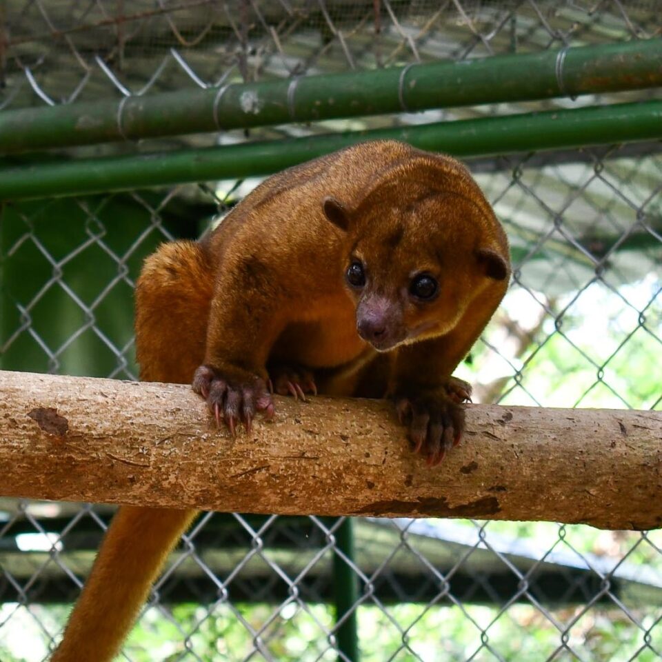 Meet the Residents - Sibu Wildlife Sanctuary